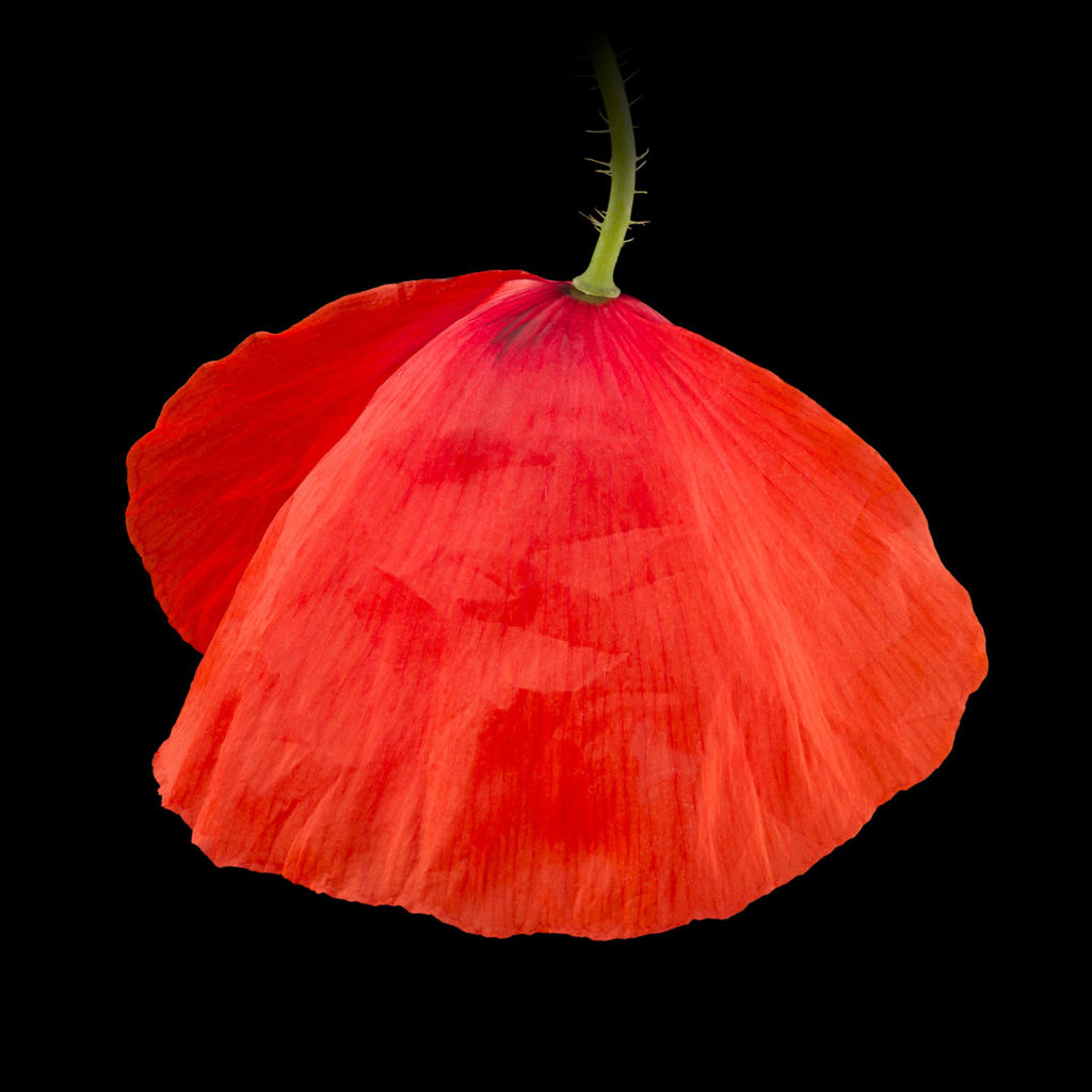 Pascal Goet - Galerie Bettina - Paris - Art contemporain